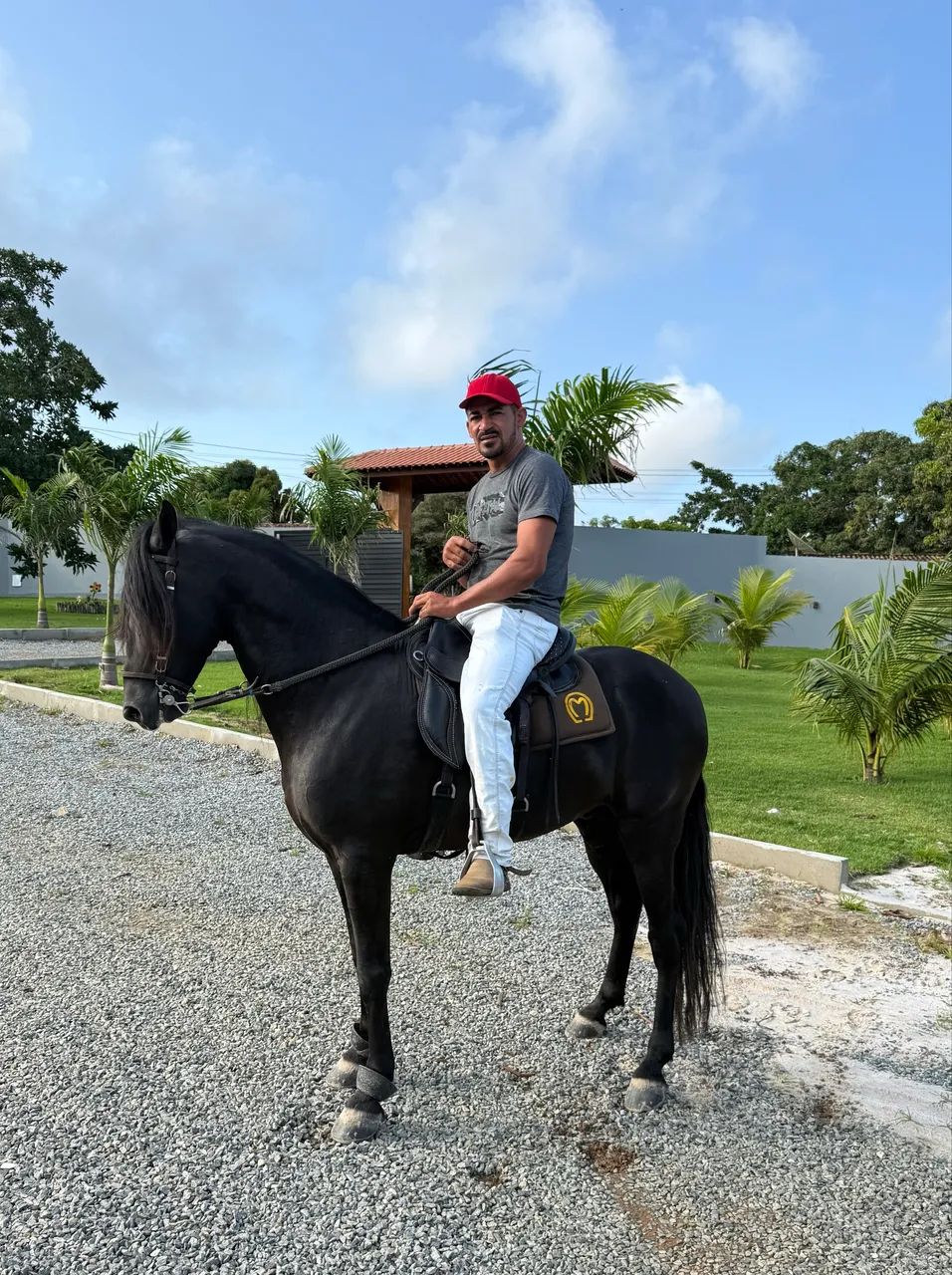 Cavalo garanhão mangalarga marchador 7 anos sem doc - Animais para ...