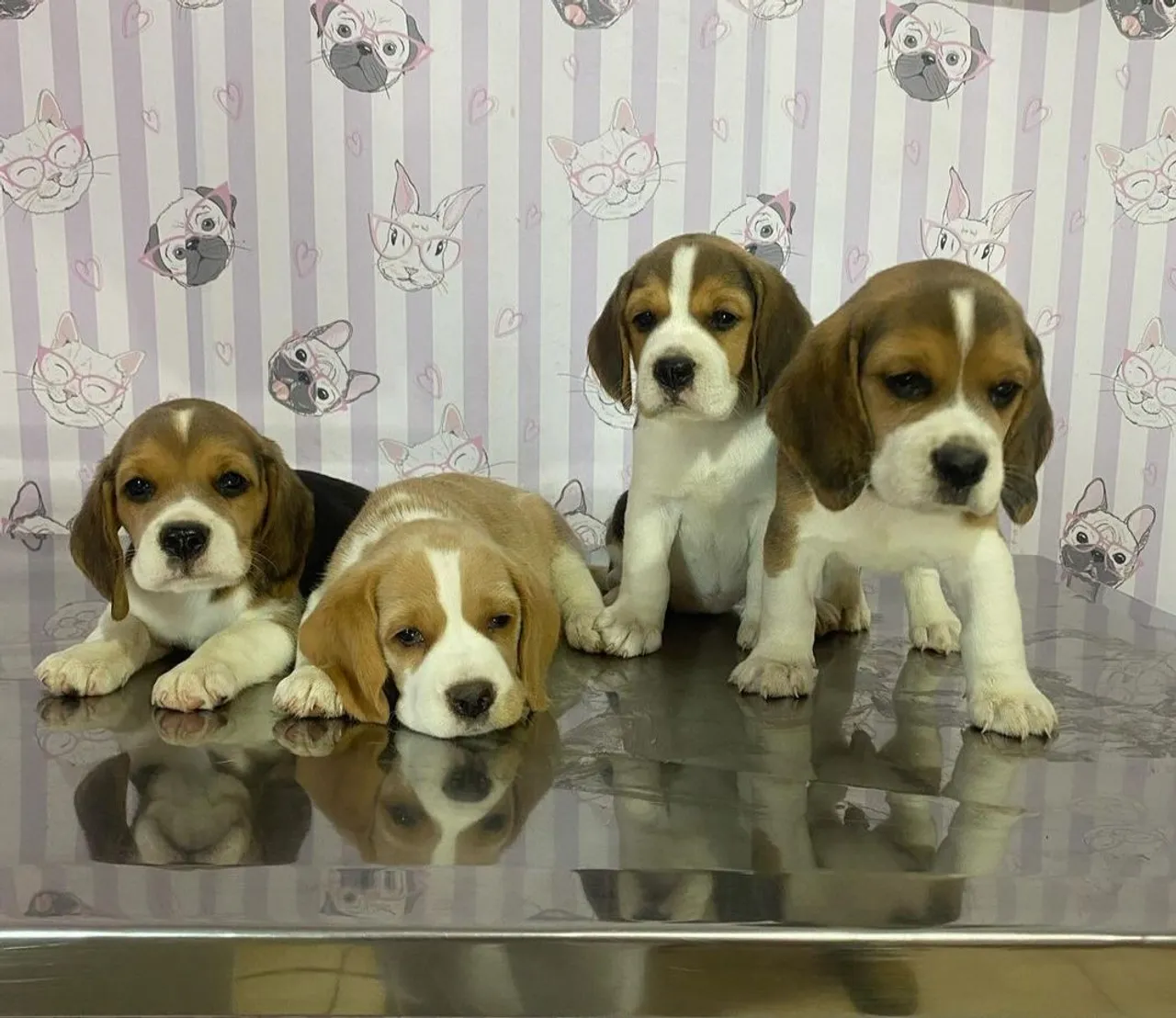 "filhote beagle" - Cachorros no Brasil