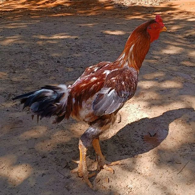 "galo indio gigante puro" no Brasil
