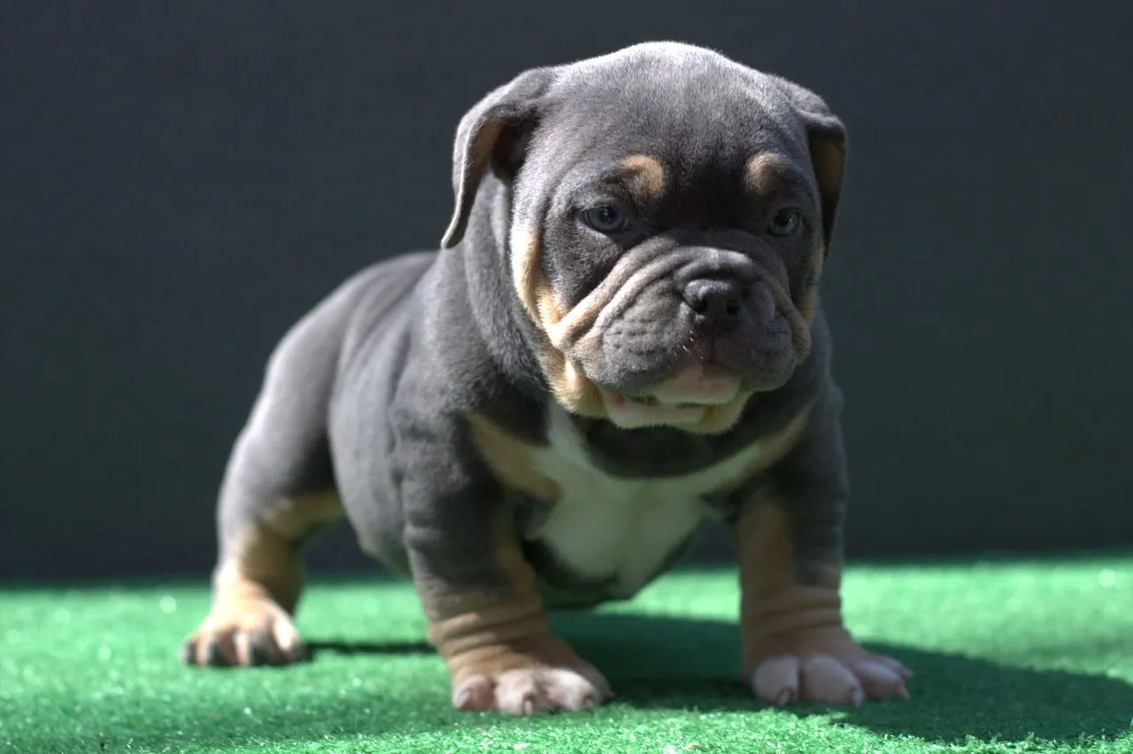 "american bully micro" - Cachorros no Brasil