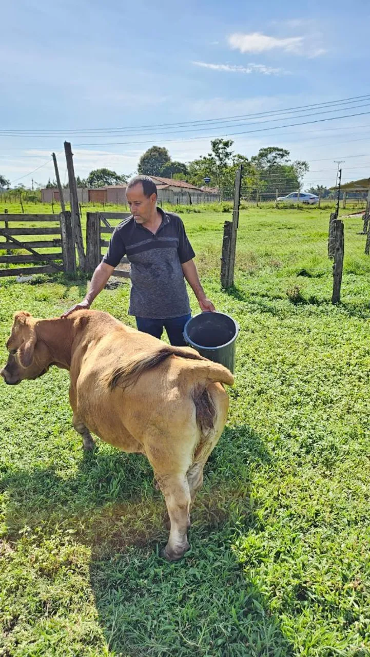 "mini vaca" - Animais para agropecuária no Brasil