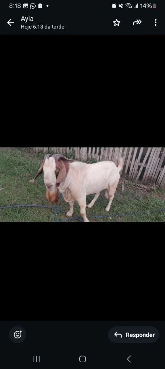 "cabrito bode" - Outros animais no Brasil