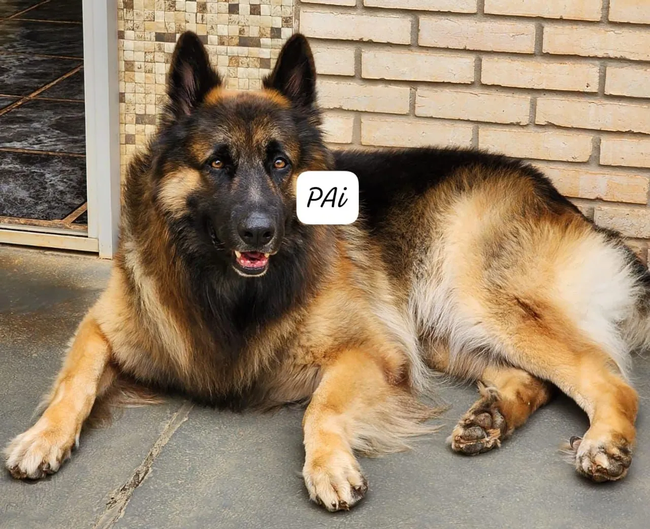 "pastor alemao puro" - Cachorros no Brasil