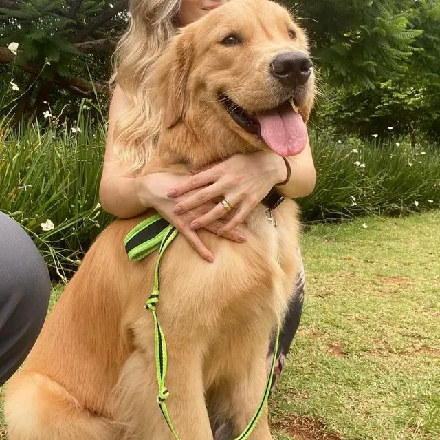 "golden femea para cruzar" no Brasil