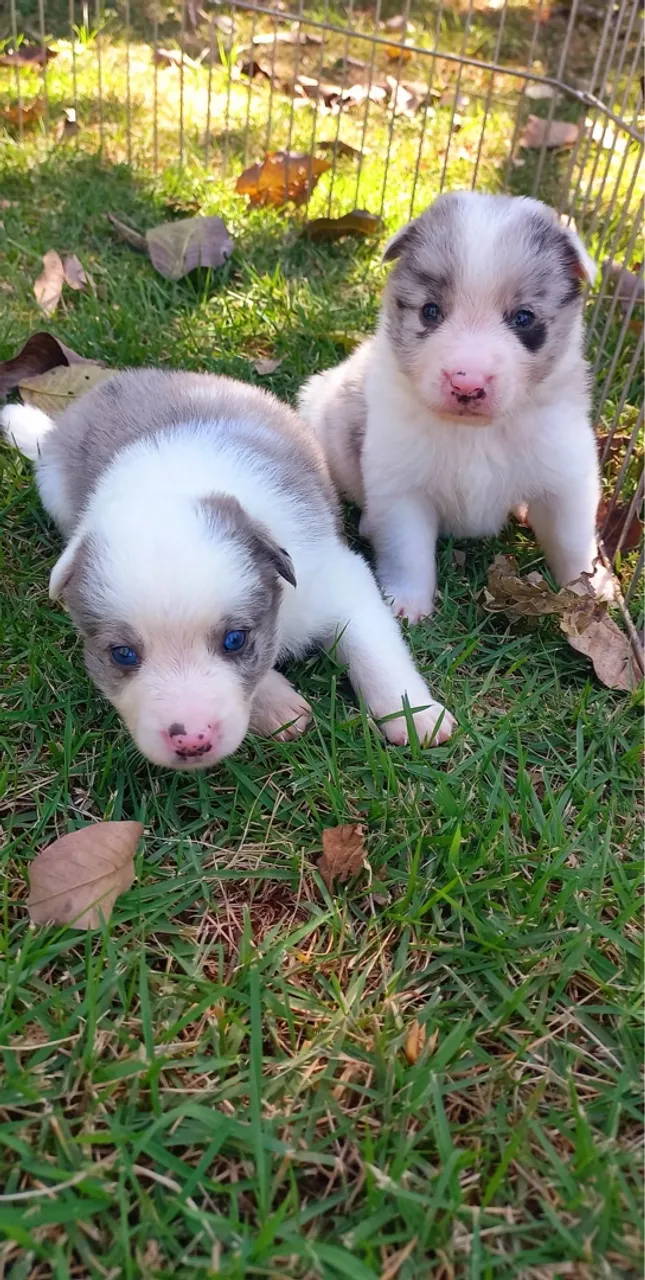 "filhotes border collie blue merle" - Cachorros no Brasil