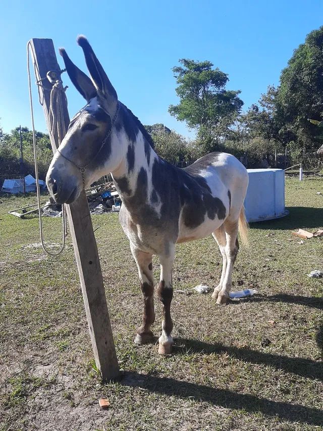 "cobertura jumento" no Brasil