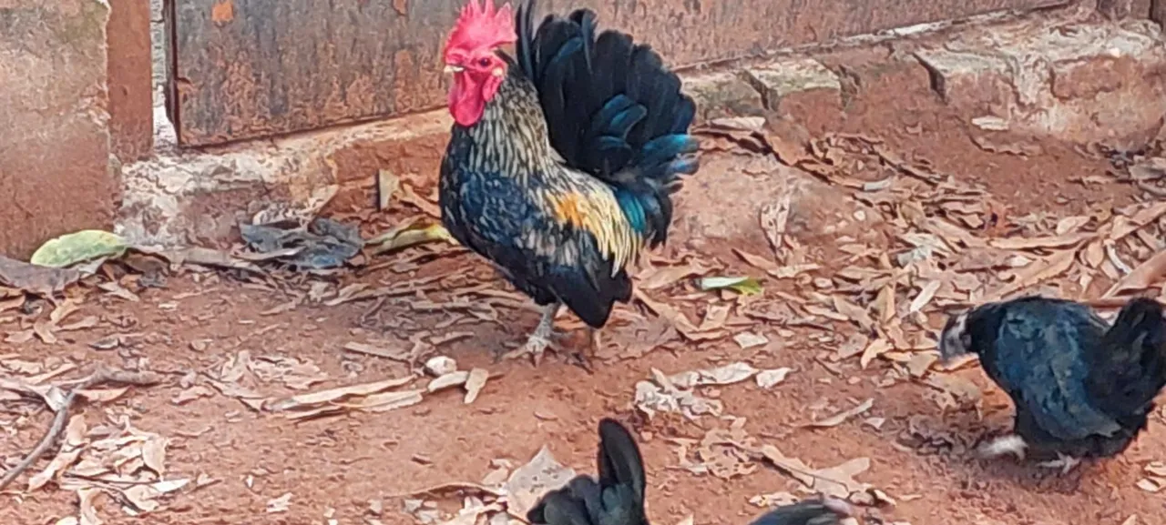 "garnizes nagasaki" no Brasil