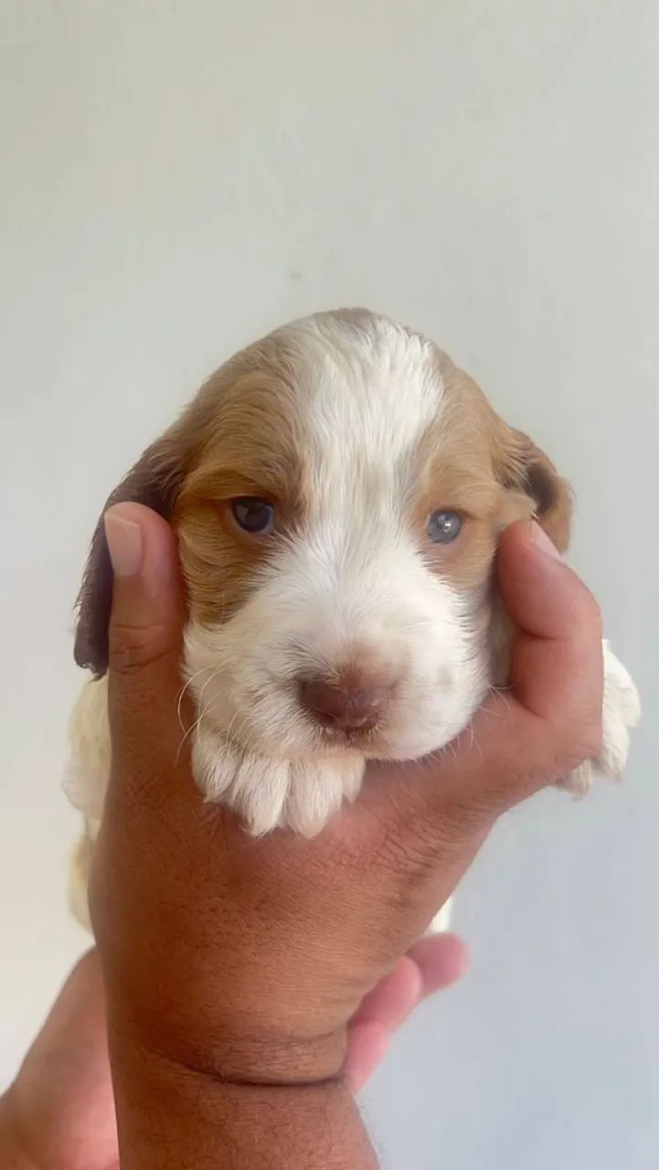 Cocker spaniel inglês legítimos - Cachorros - Barra da Tijuca, Rio de ...