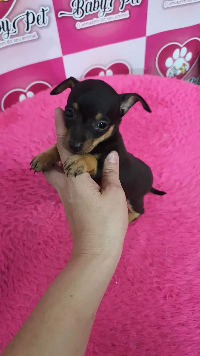 "filhote pinscher mini" no Brasil