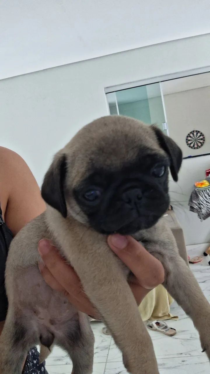 Pug macho filhote - Cachorros - Setor de Mansões de Sobradinho ...