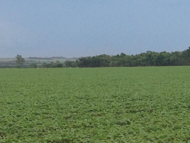 "quirinopolis go" no Brasil