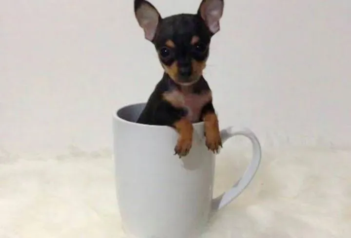 "pinscher 00 miniatura" - Cachorros no Brasil