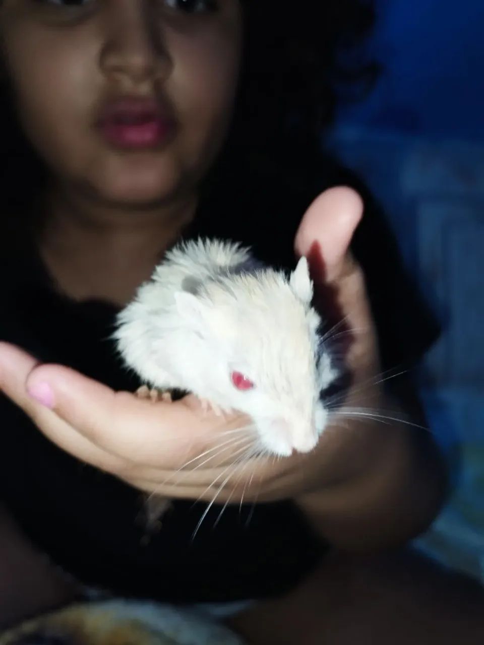 Gerbil Esquilo da Mongólia Hamster pet roedores, Adultos e filhotes ...