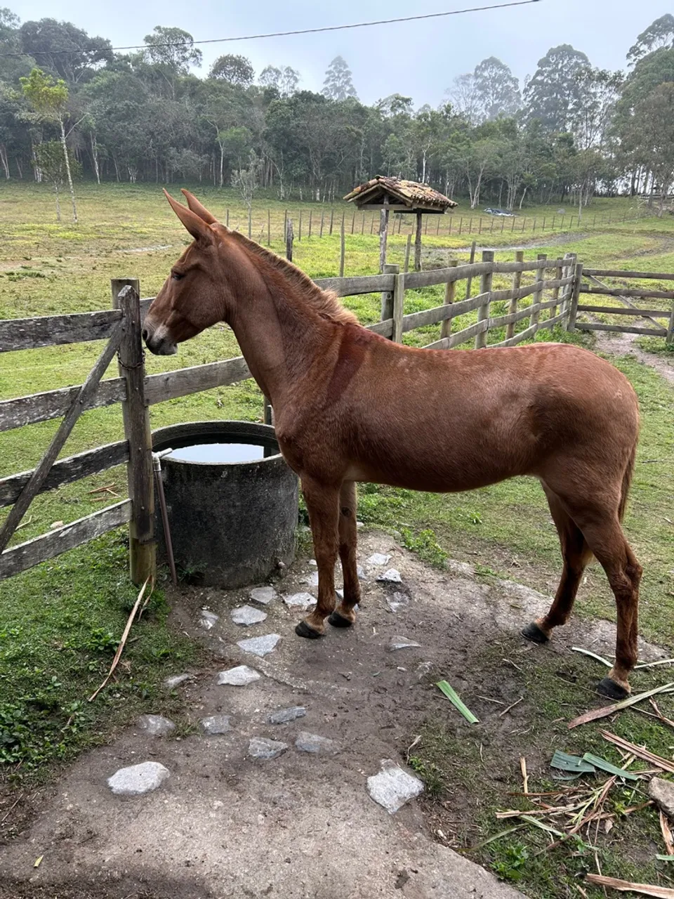 "uma mula" no Brasil