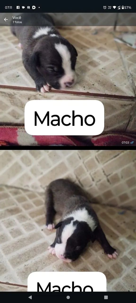 Pitbull red nose e American Bully - Cachorros - Pero Vaz, Salvador ...