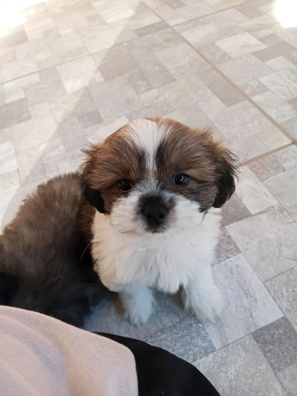 Filhote Shih Tzu fofo e carinhoso - Cachorros - Santa Cecília ...