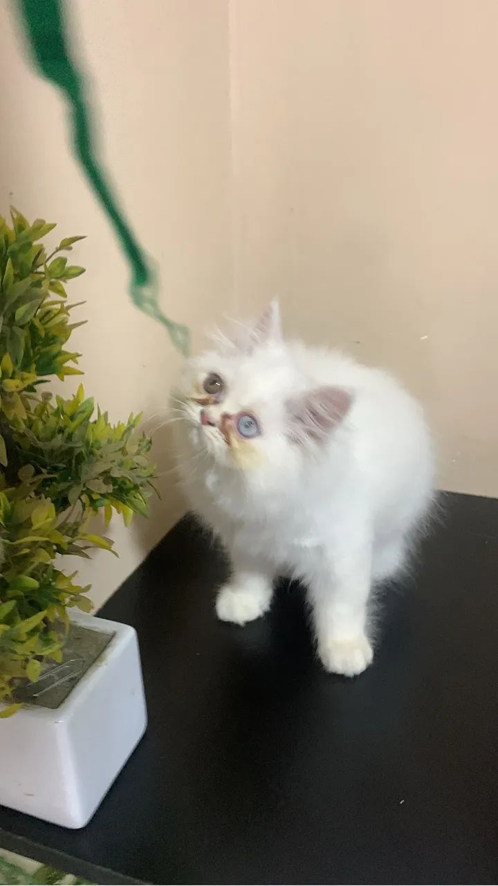 GATO PERSA CARUARU - Gatos - Maurício de Nassau, Caruaru 1454221122 | OLX