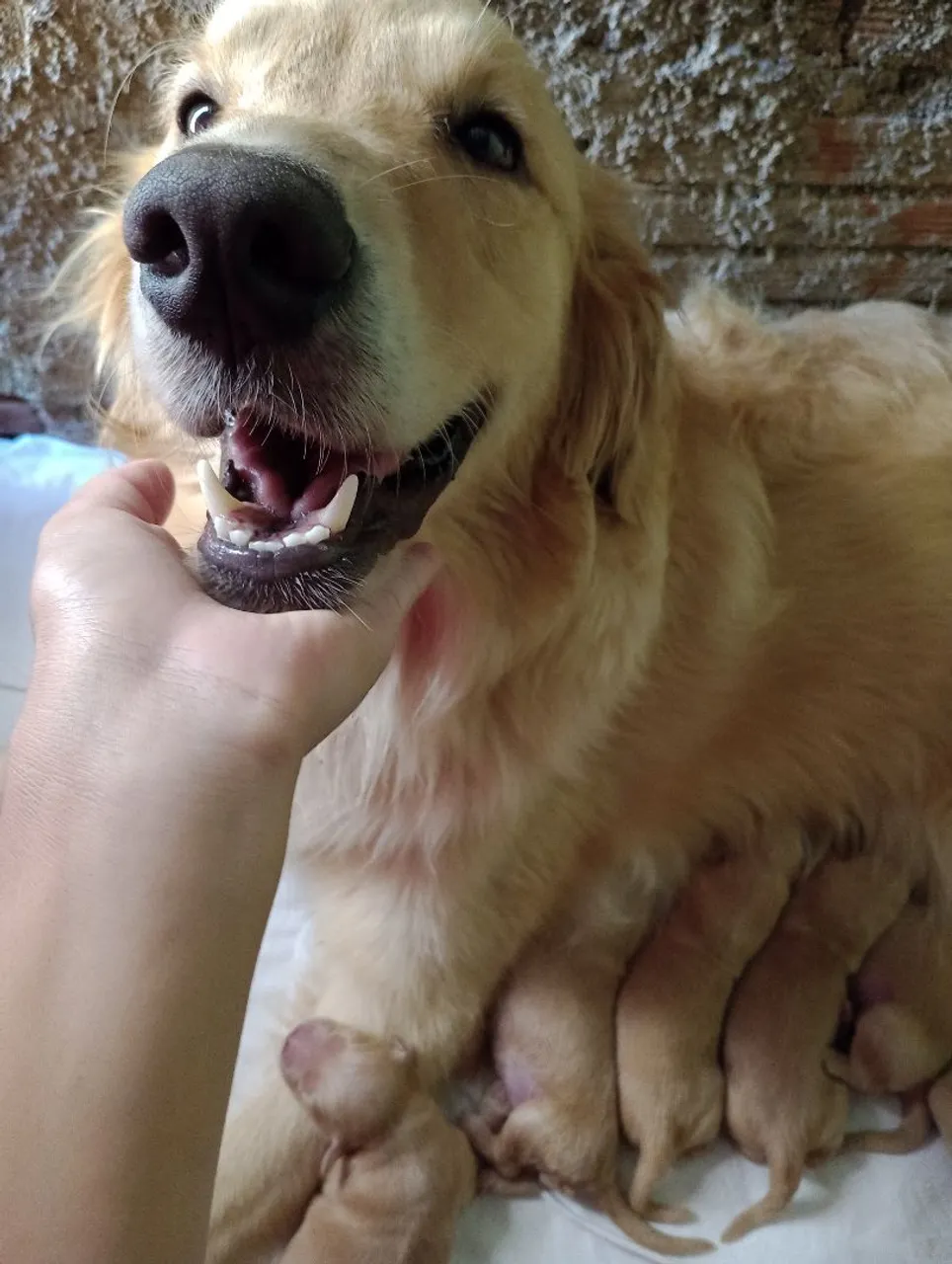 "golden retriever macho" - Cachorros no Brasil