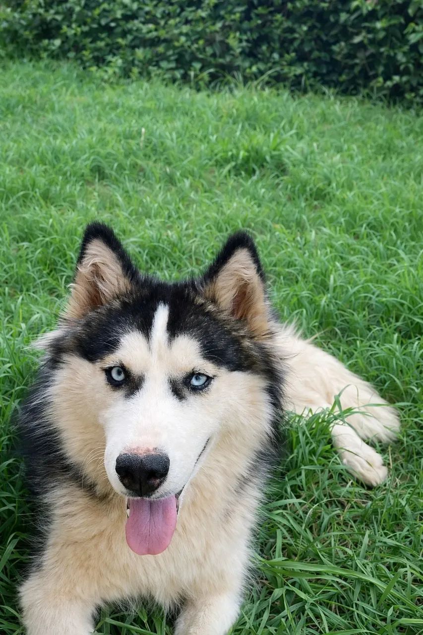 Husky siberiano - Cachorros - Iguaçu, Araucária 1467632084 | OLX