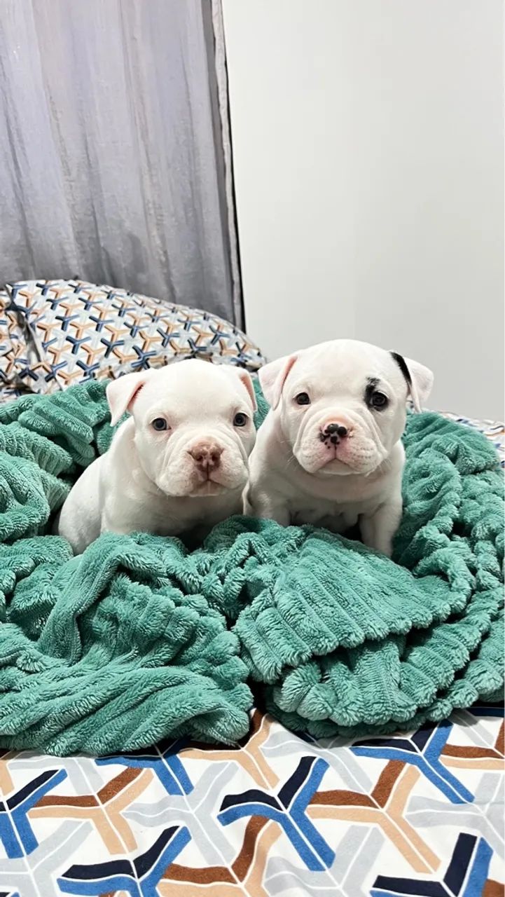 Filhotes de American Bully Puros (Machos) - Cachorros - Floresta Sul ...