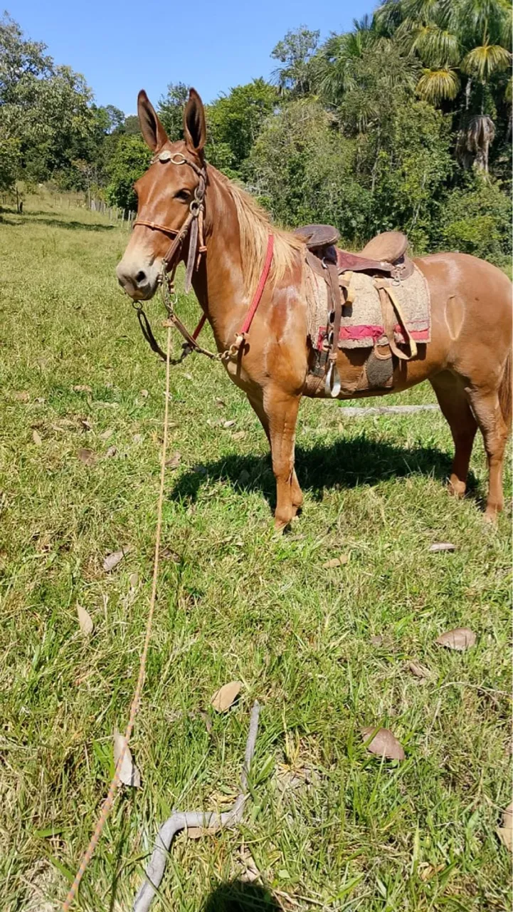 "uma mula" no Brasil