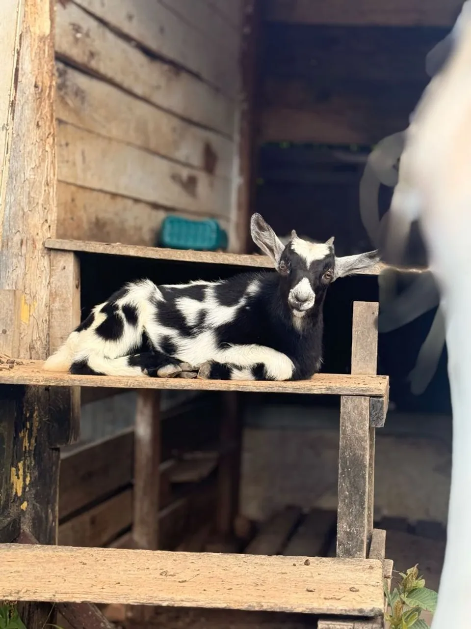 "cabras e cabritos" no Brasil