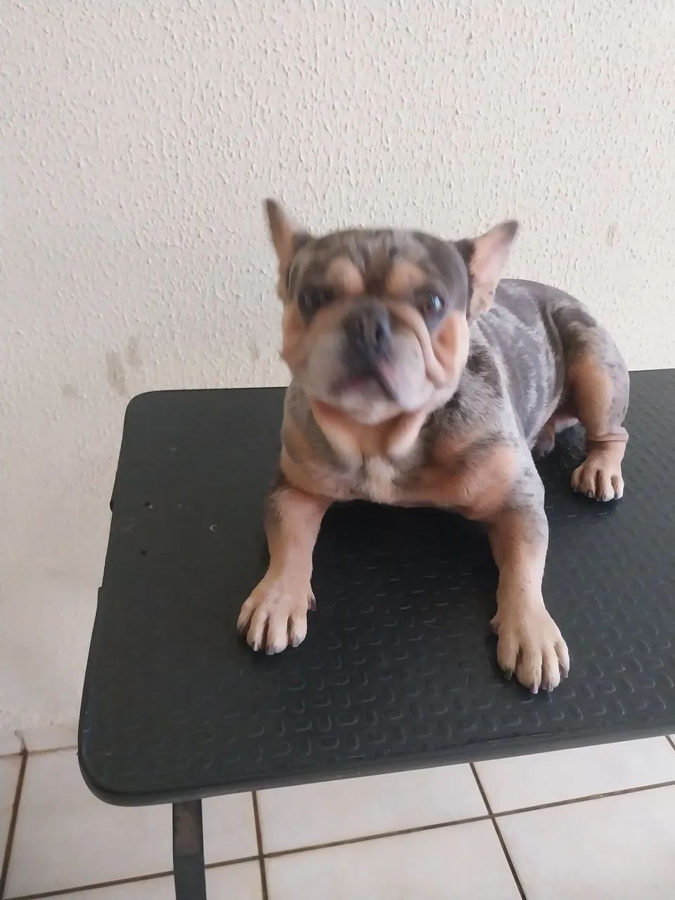 Bulldog francês exótico Blue tan merly pra cruza - Cachorros - Jardim ...