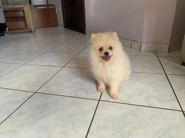 "chiao li ya" no Brasil