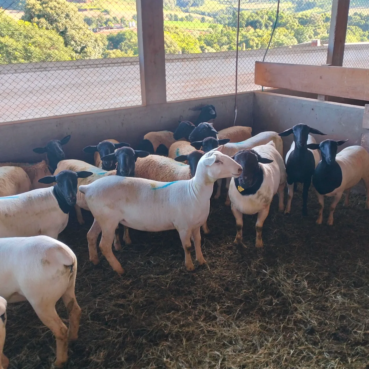 "cabras e cabritos" no Brasil