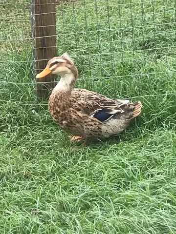 "marrecos rouen" no Brasil