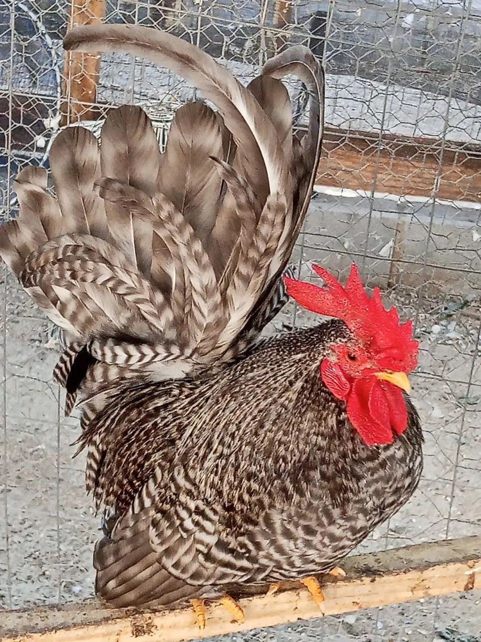 Ovos galados de Brahma e Mini garnizé - Outros animais - Guaratiba, Rio de Janeiro 1428440264 | OLX