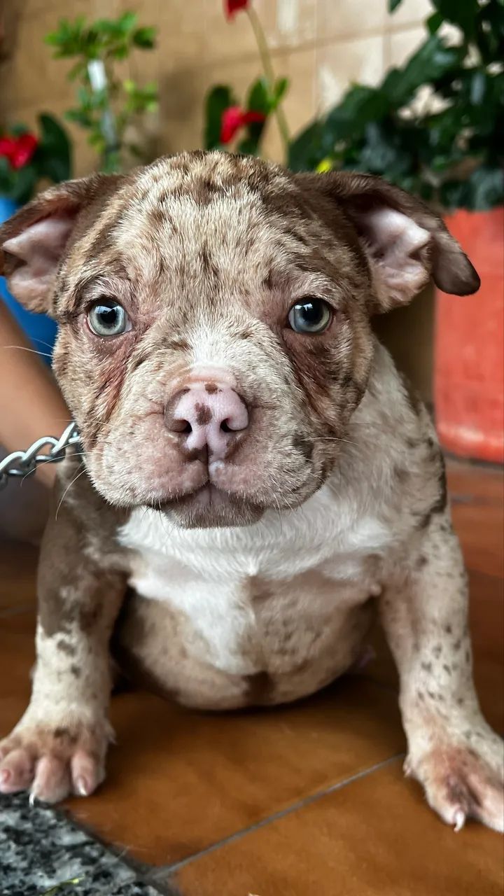 Exótic Bully Micro - Cachorros - Centro, Rio de Janeiro 1452772121 | OLX