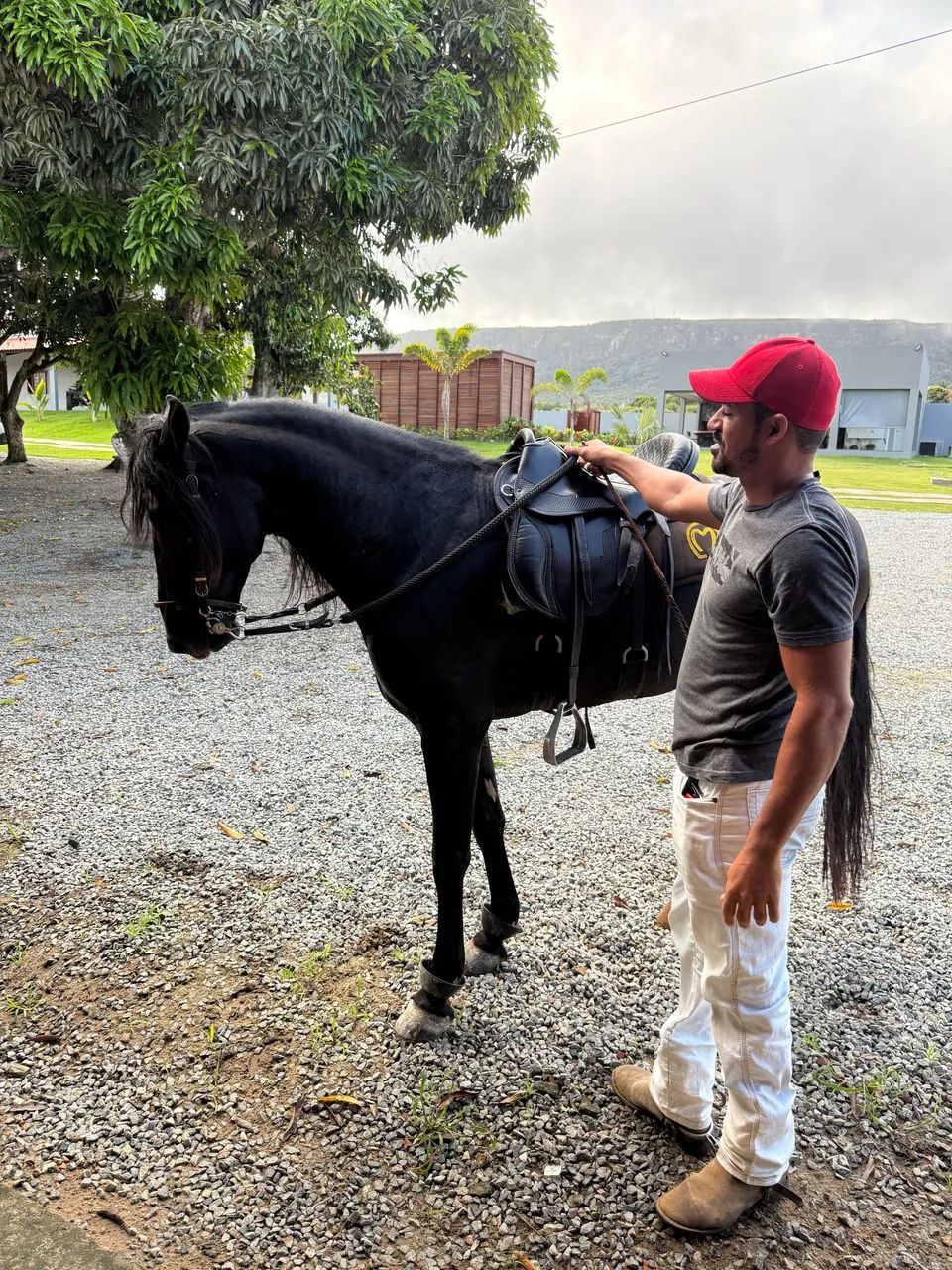 Cavalo garanhão mangalarga marchador 7 anos sem doc - Animais para ...