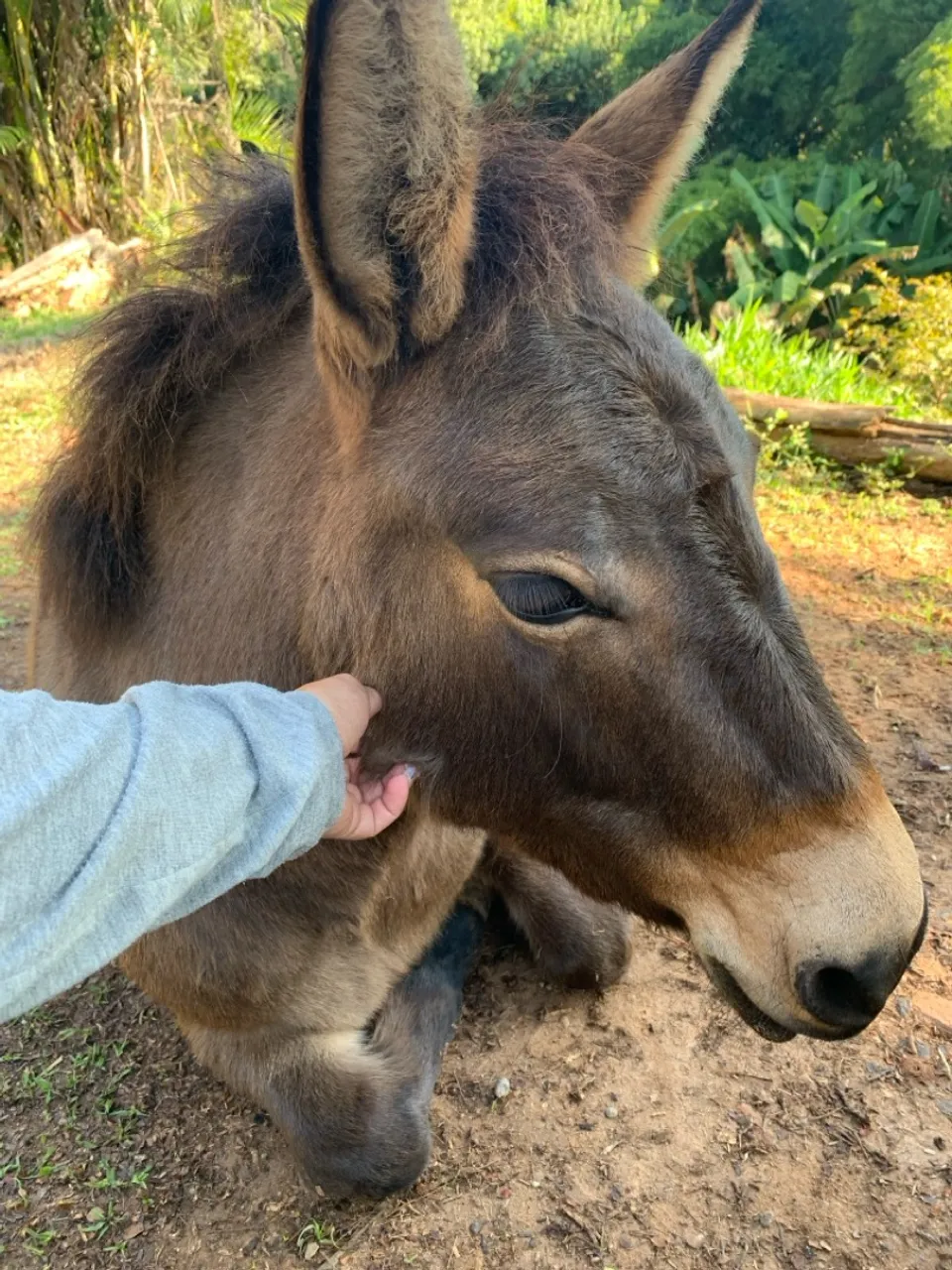Cavalos na Grande Campinas e região, SP