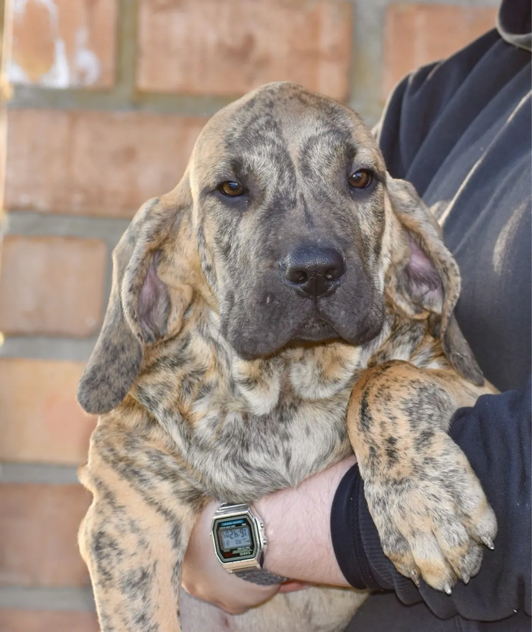 "fila brasileiros" no Brasil