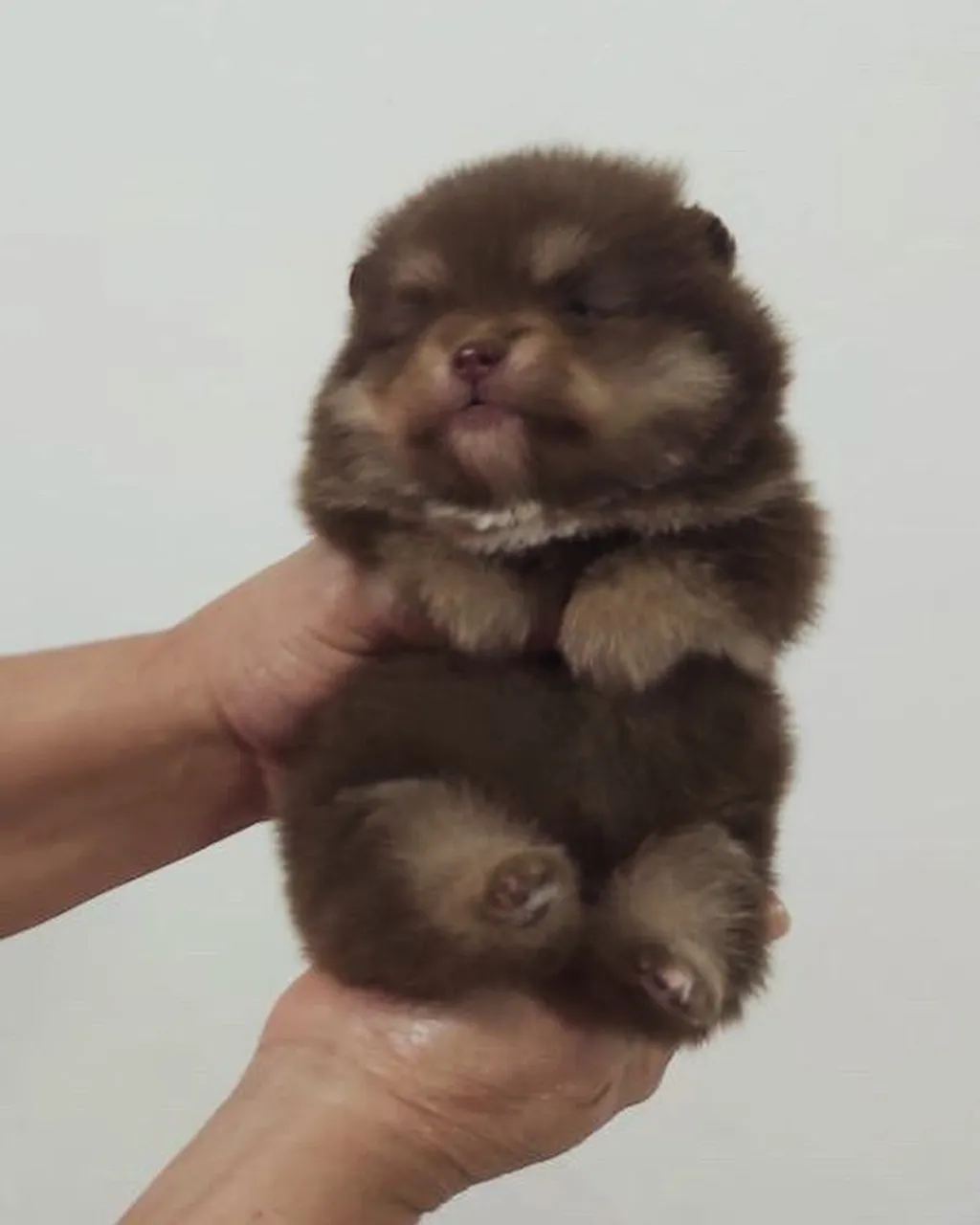 "cachorros lulu da pomerania" - Cachorros no Brasil