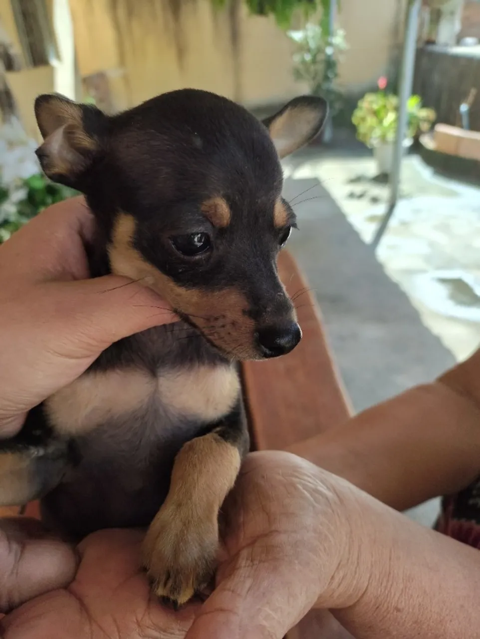"cachorro pinscher 1" - Cachorros no Brasil