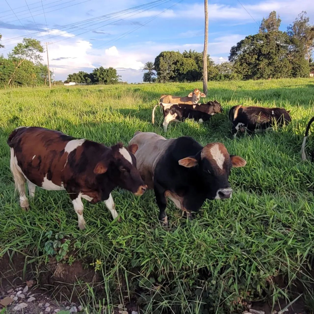 "mini vaca" - Animais para agropecuária no Brasil