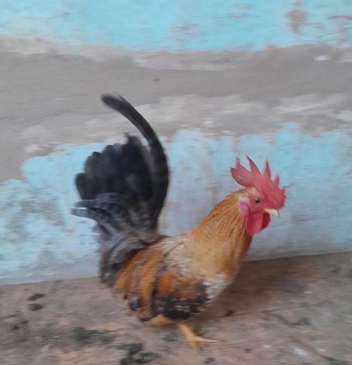 Frangos Nagasaki - Animais para agropecuária - Graminha, Juiz de Fora ...