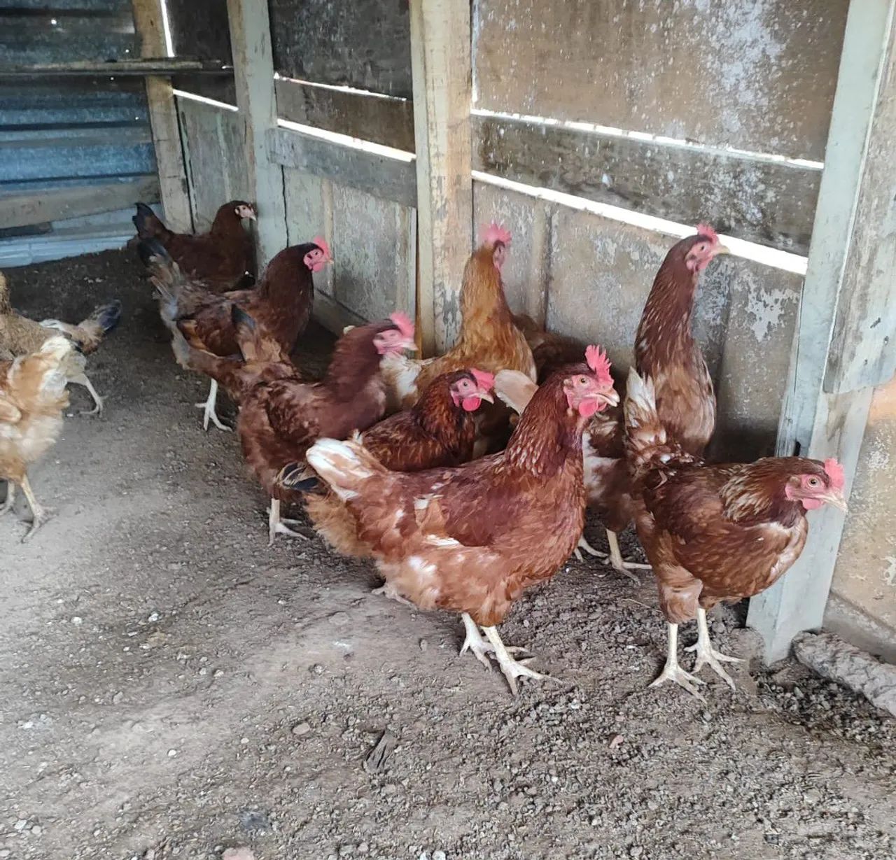 Galinha Embrapa 51 e ISA Brown - Na Postura - Animais para agropecuária ...