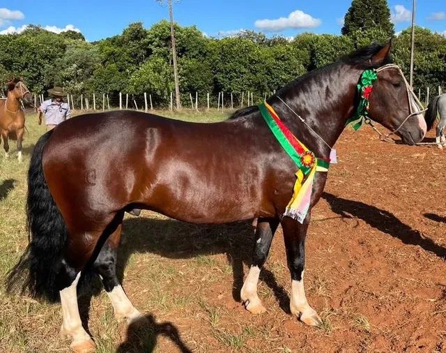 "cavalos reprodutores" no Brasil