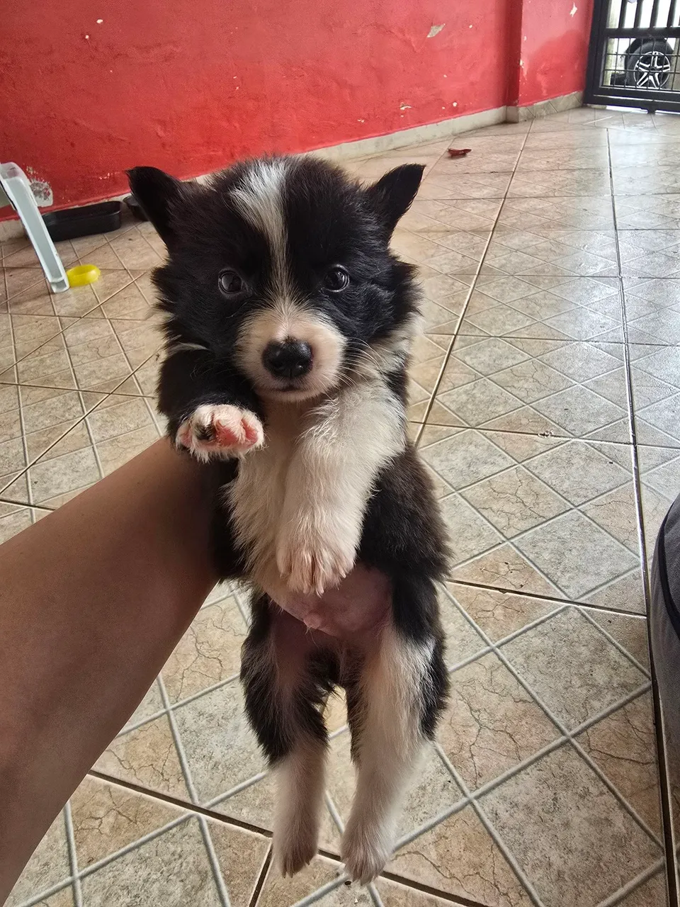 "bode filhote" no Brasil