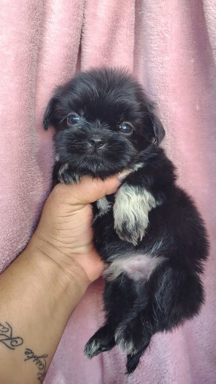 "filhotes de shih tzu" - Cachorros no Brasil