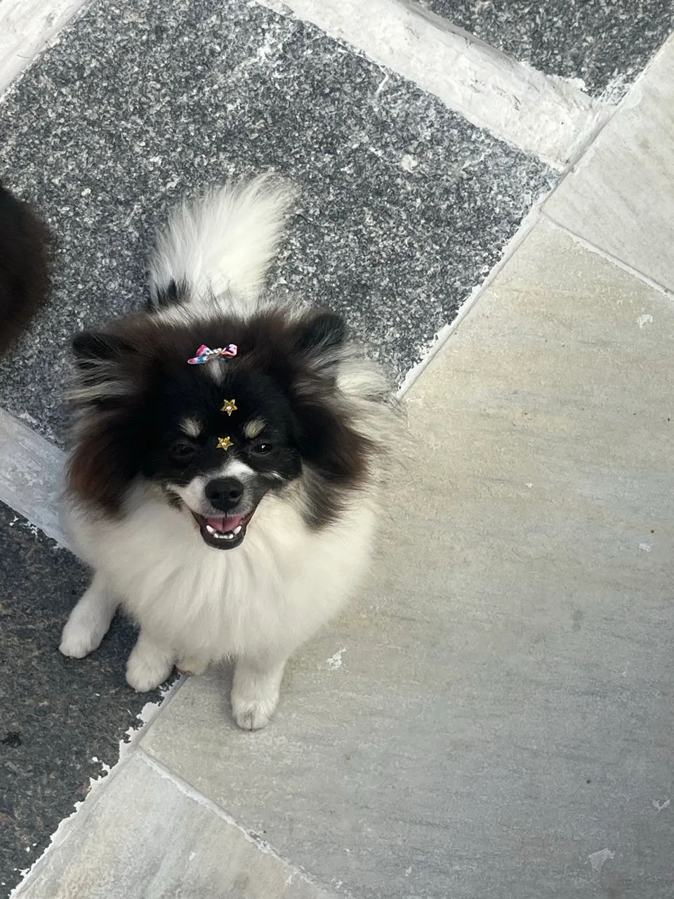Filhote de Lulu da polmerania - Cachorros - Recreio dos Bandeirantes ...