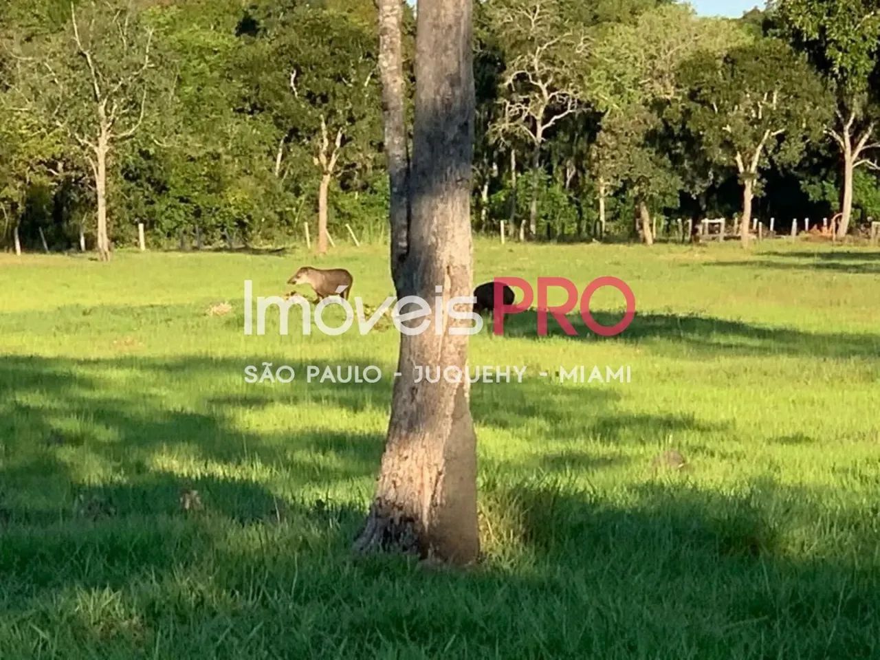 8.159,58 hectares, escuta proposta - Terrenos, sítios e fazendas - São ...