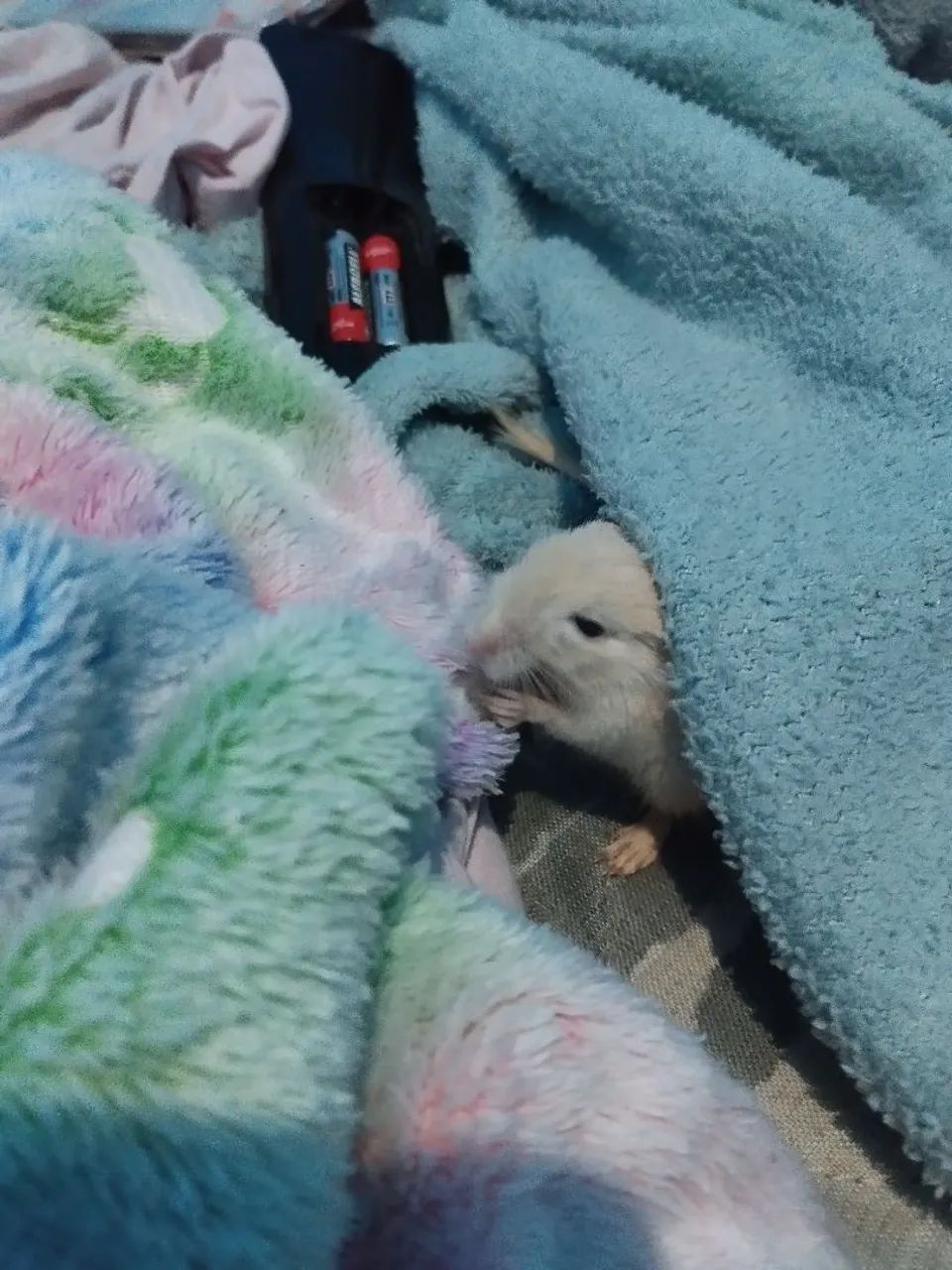 Gerbil Esquilo da Mongólia Hamster pet roedores, Adultos e filhotes ...