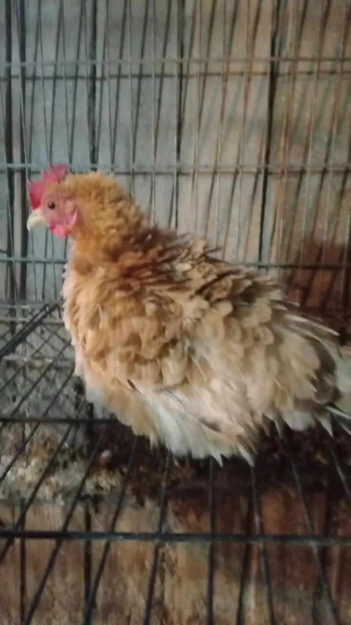 "garnizes nagasaki" no Brasil