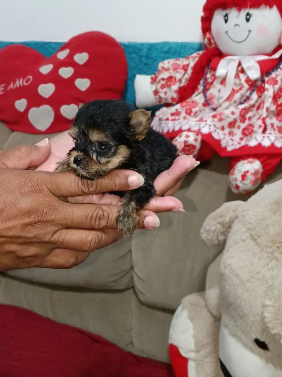 Yorkshire Baby face 1,400 Rj - Cachorros - Anchieta, Rio de Janeiro ...
