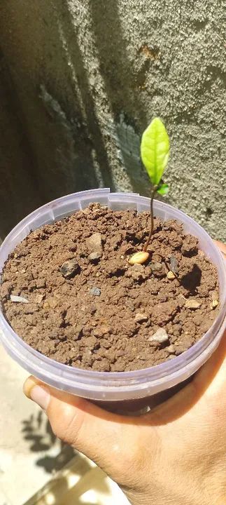 Muda de fruta do milagre e manga ubá e abacate manteiga - Produção ...
