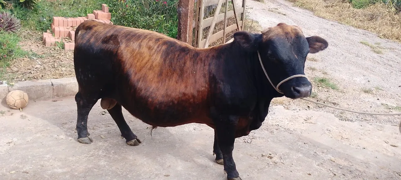 "mine vaca" no Brasil